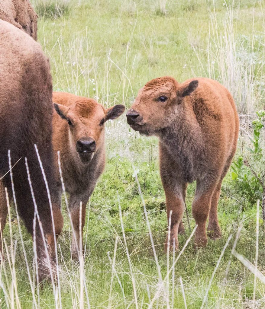 Our History | CSKT Bison Range