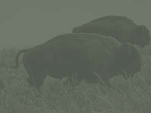 Visit the Bison Range | Flathead Reservation | Montana