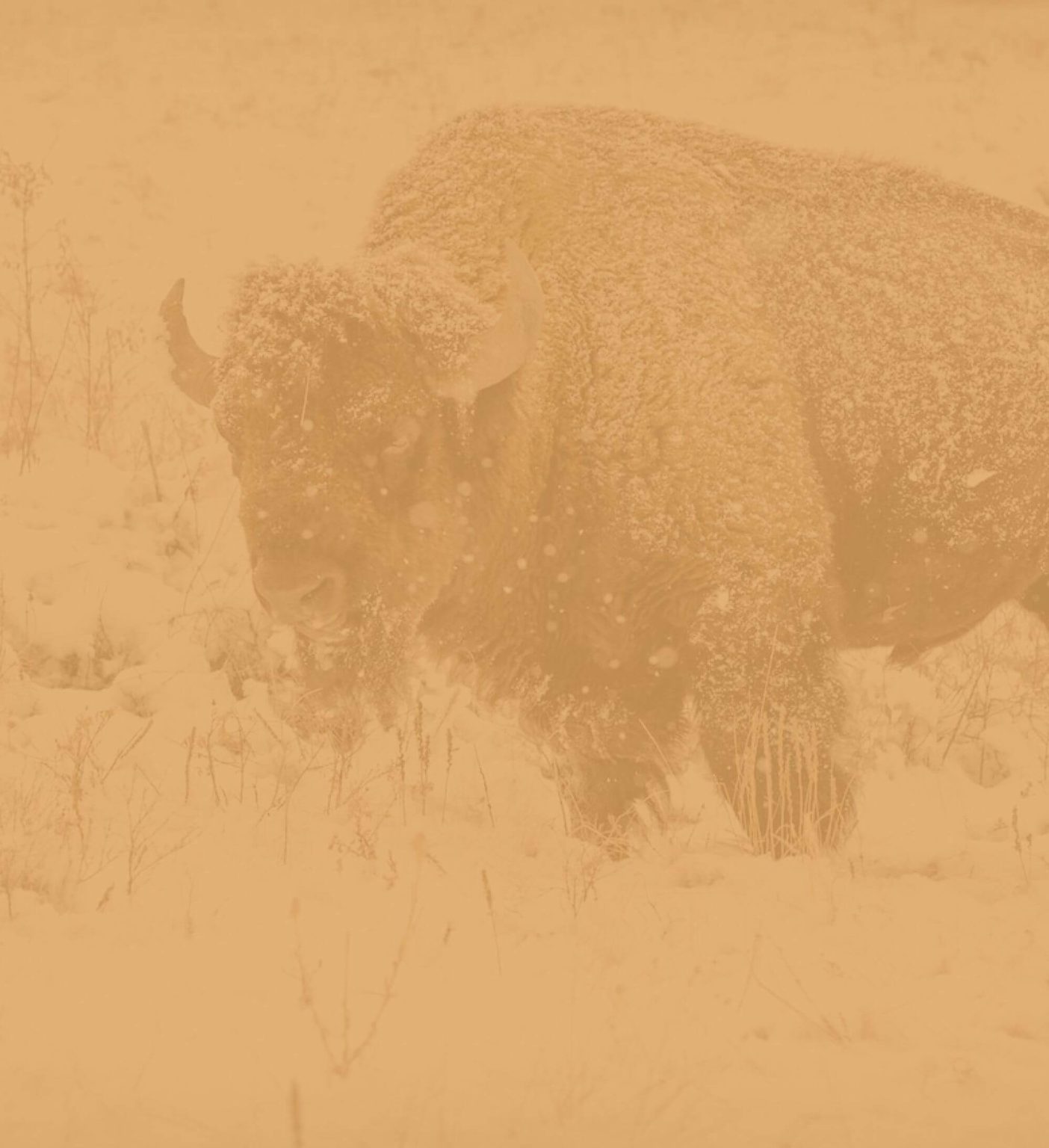 Visit the Bison Range | Flathead Reservation | Montana