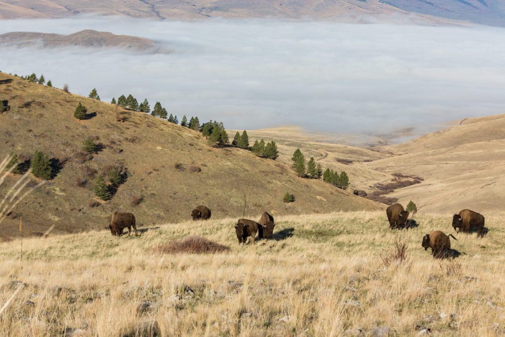 Our History | CSKT Bison Range