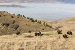 Our History | CSKT Bison Range