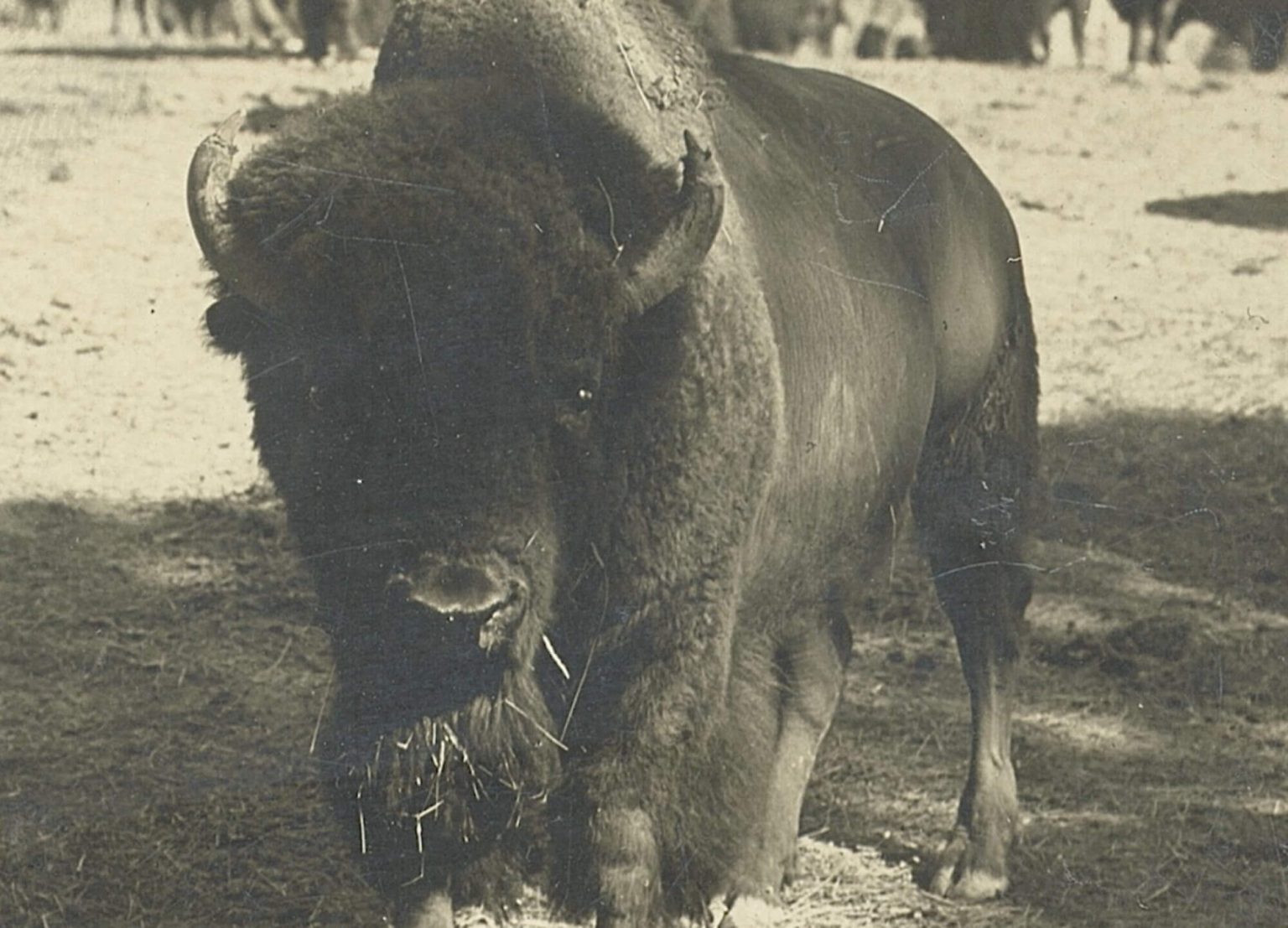 Our History | CSKT Bison Range