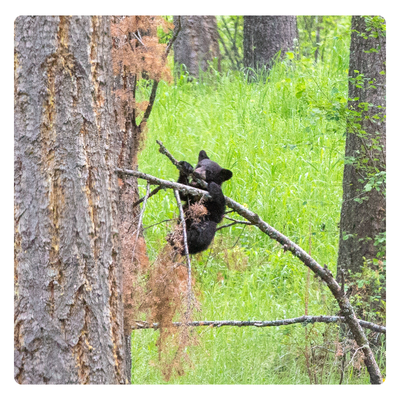 Audio & Video Learning | CSKT Bison Range