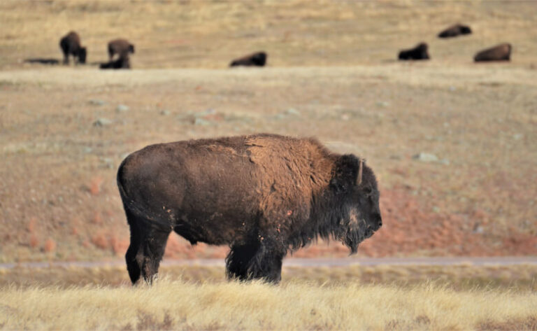 Our History | CSKT Bison Range