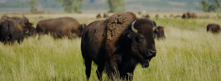 Our History | CSKT Bison Range