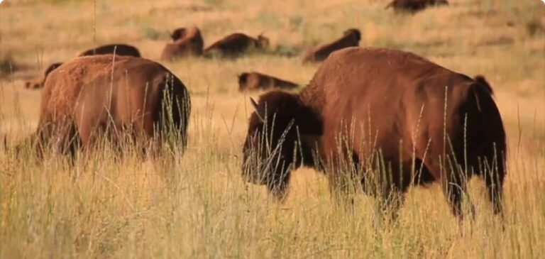 Information and Hours of Operation | CSKT Bison Range