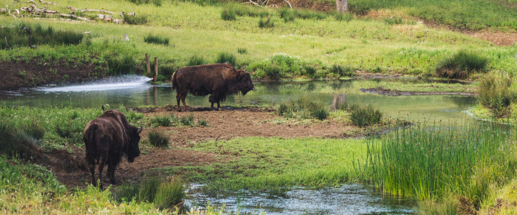 Information and Hours of Operation | CSKT Bison Range
