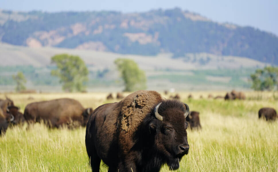 Audio & Video Learning | CSKT Bison Range