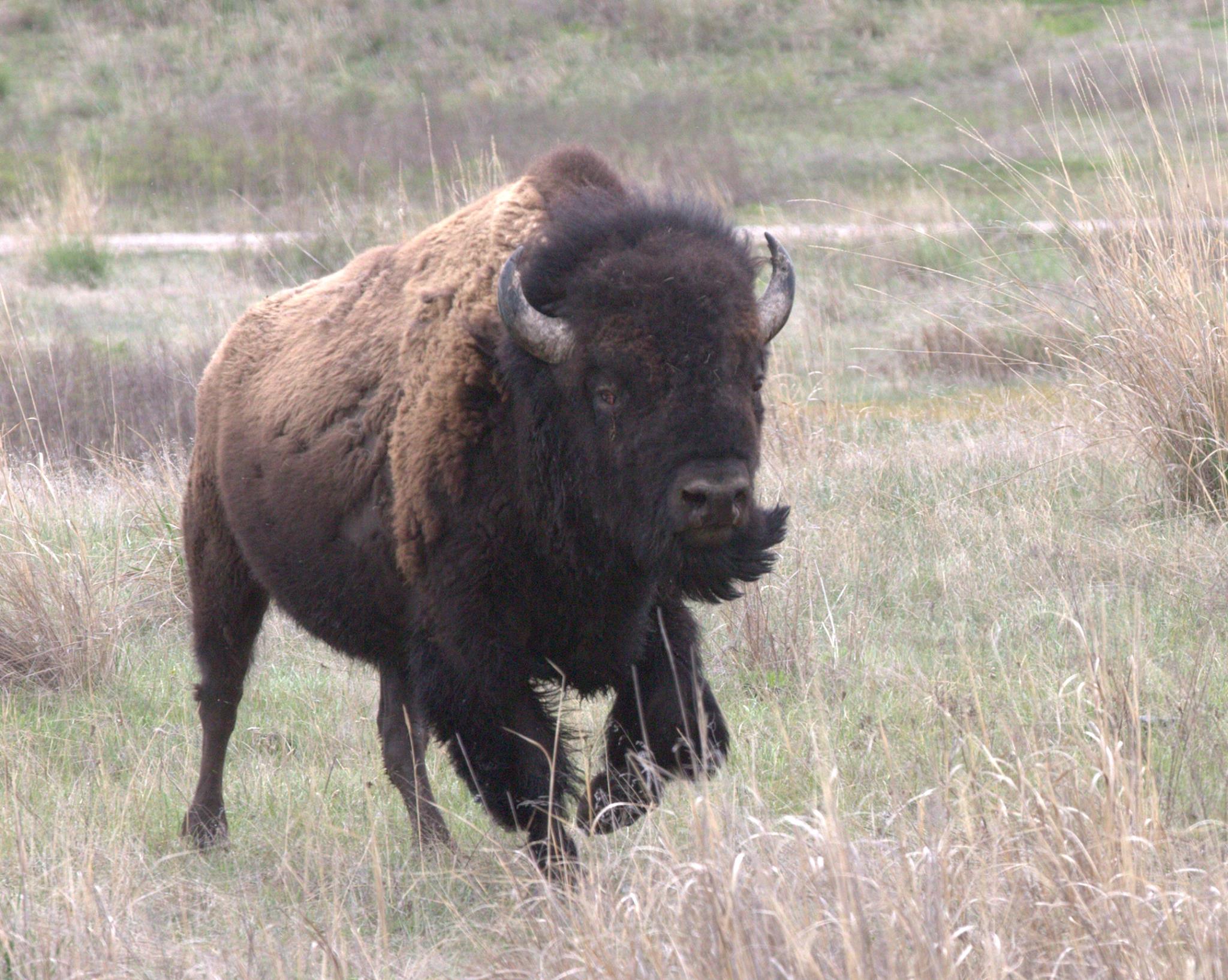 The Gathering | CSKT Bison Range